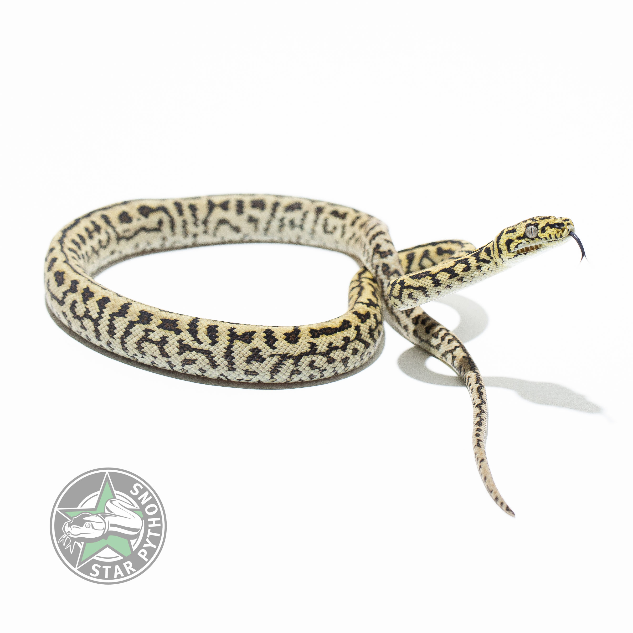 Zebra Teppichpythons - Morelia spilota cheynei